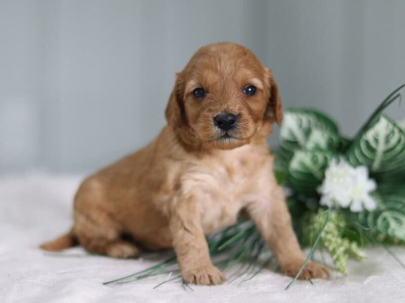 Toyota - Red Male Puppy | Echo Ridge Puppies