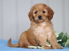 Breeds Mini Cavapoo - Echo Ridge Puppies in Monticello, KY